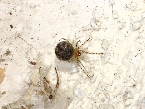 Spiders of Ghana · iNaturalist