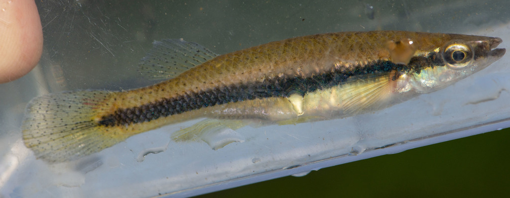 Blackspotted Topminnow