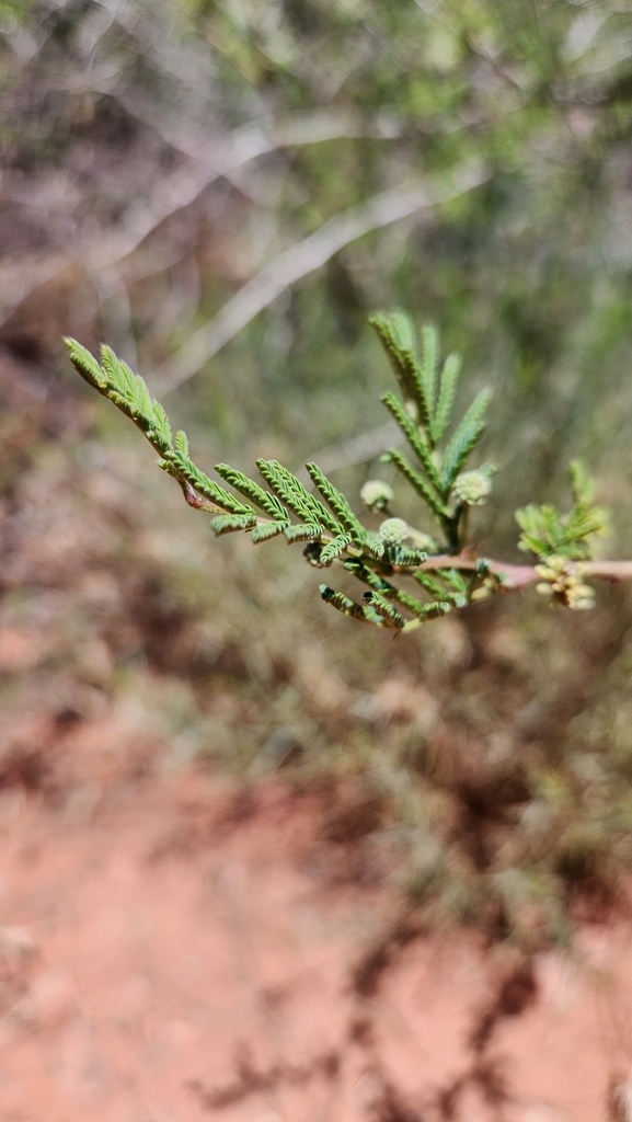 Catclaw Mimosa from Sedona, AZ 86336, USA on July 6, 2024 at 01:54 PM ...