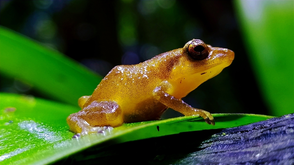 Dink Frogs from Buenaventura, Valle del Cauca, Colombia on July 5, 2024 ...