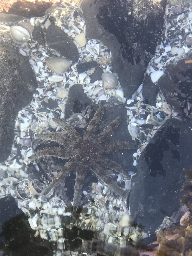 Eleven-armed Sea Star from Otarawairere Bay, Bay of Plenty, NZ on July ...