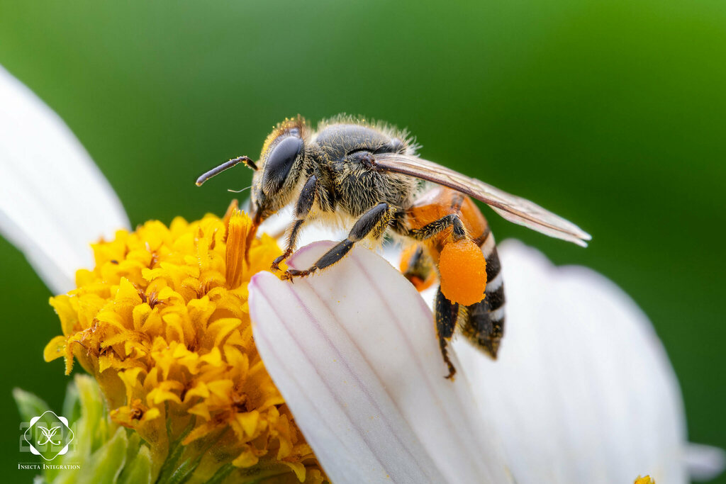Red Dwarf Honey Bee from 中国云南省西双版纳傣族自治州勐腊县 on July 2, 2024 at 11:46 AM ...