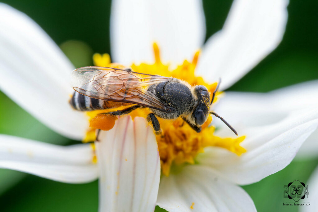 Red Dwarf Honey Bee from 中国云南省西双版纳傣族自治州勐腊县 on July 2, 2024 at 11:50 AM ...