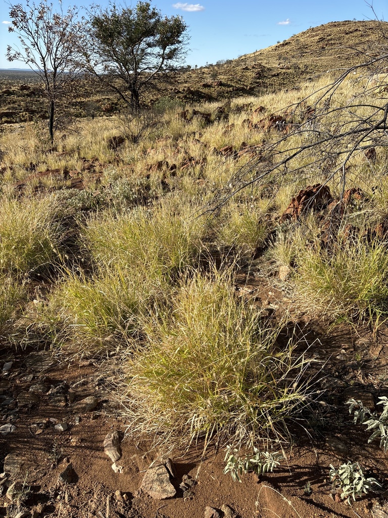 buffelgrass in July 2024 by alisterlee · iNaturalist