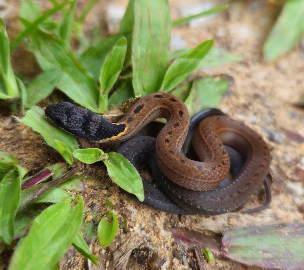 Triangle Many-tooth Snake in July 2024 by Tony Gerard · iNaturalist