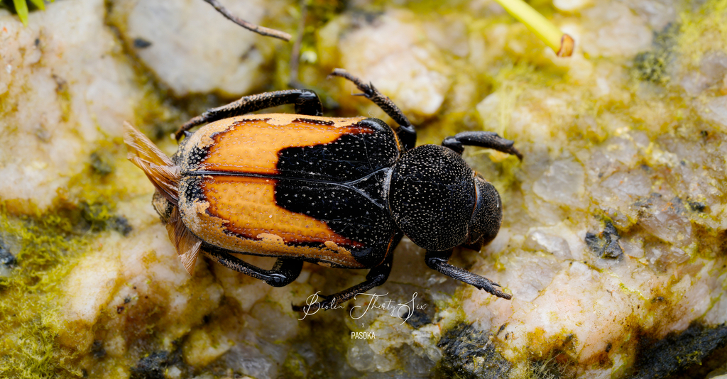 Clinterocera sinensis from 中国浙江省杭州市临安区 on June 9, 2024 at 08:47 PM by ...
