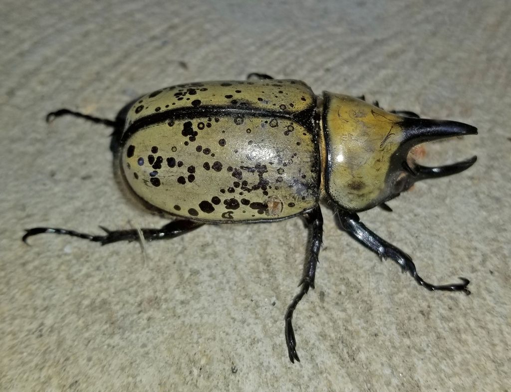 Eastern Hercules Beetle from Fentress County, TN, USA on July 7, 2024 ...