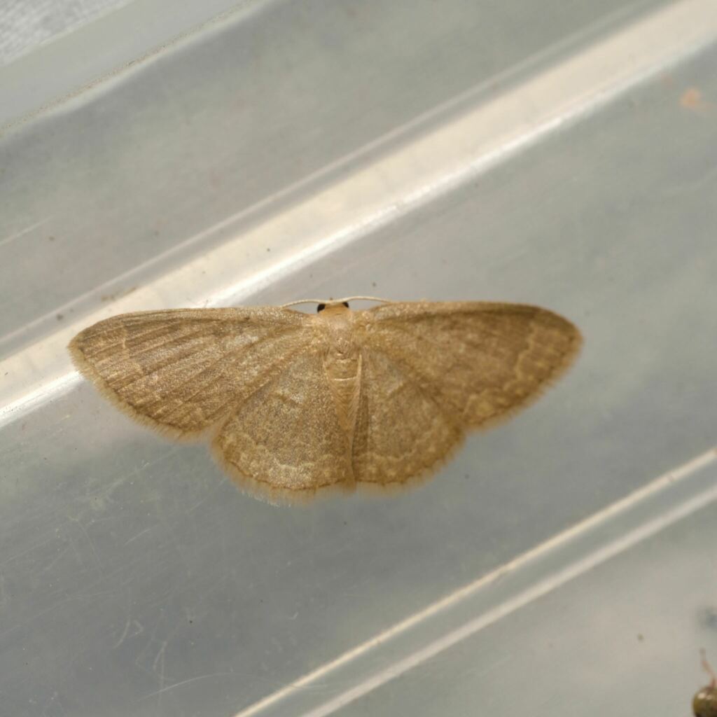 Common Tan Wave from O.S. Gray Natural Area, 2021 W Abram St, Arlington ...