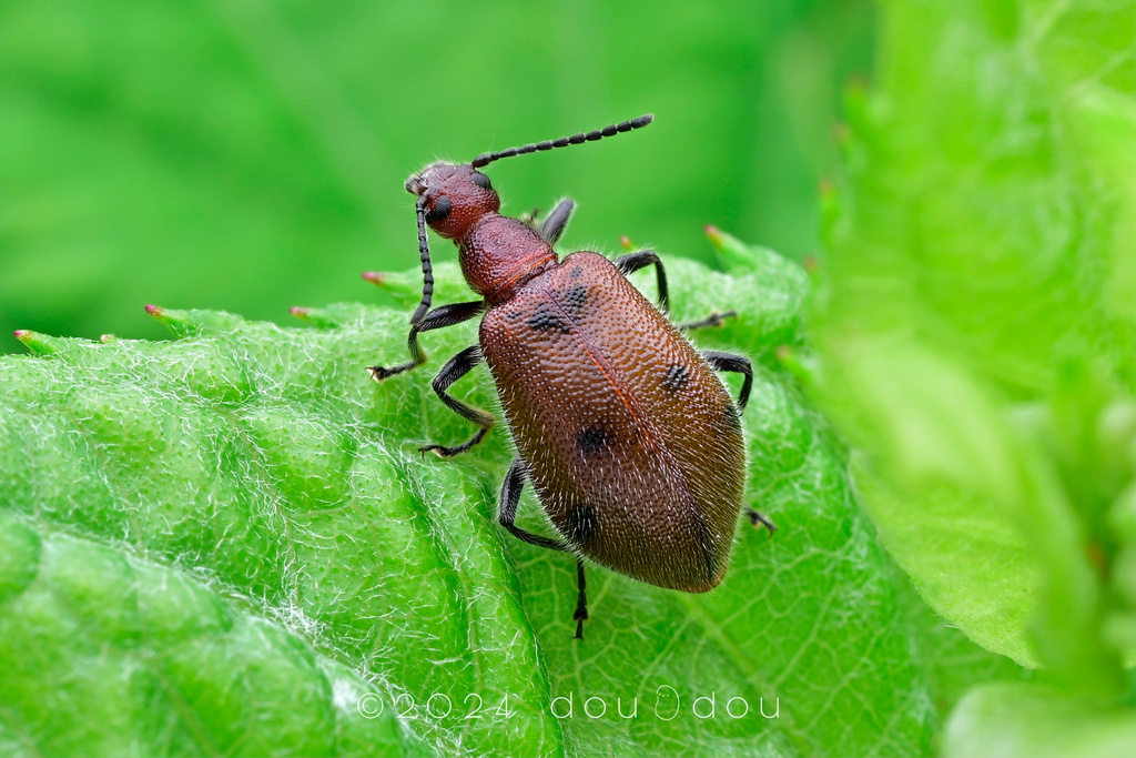 Cerogria quadrimaculata from 中国浙江省杭州市临安区清凉峰 on June 09, 2024 at 01:57 ...