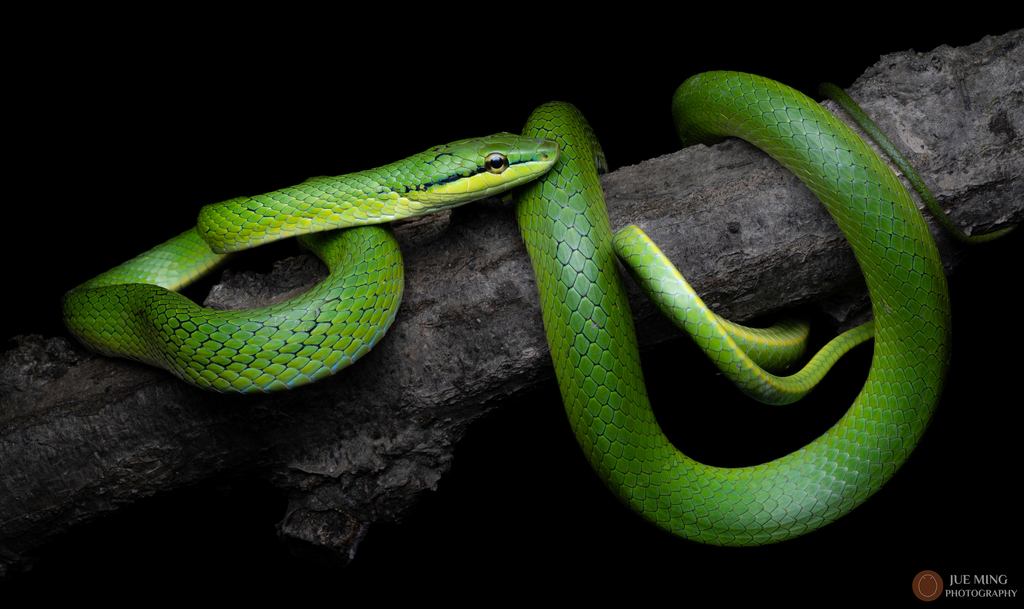 Rein Snake from 中国浙江省杭州市临安区 on July 7, 2024 at 08:45 PM by 决明 · iNaturalist