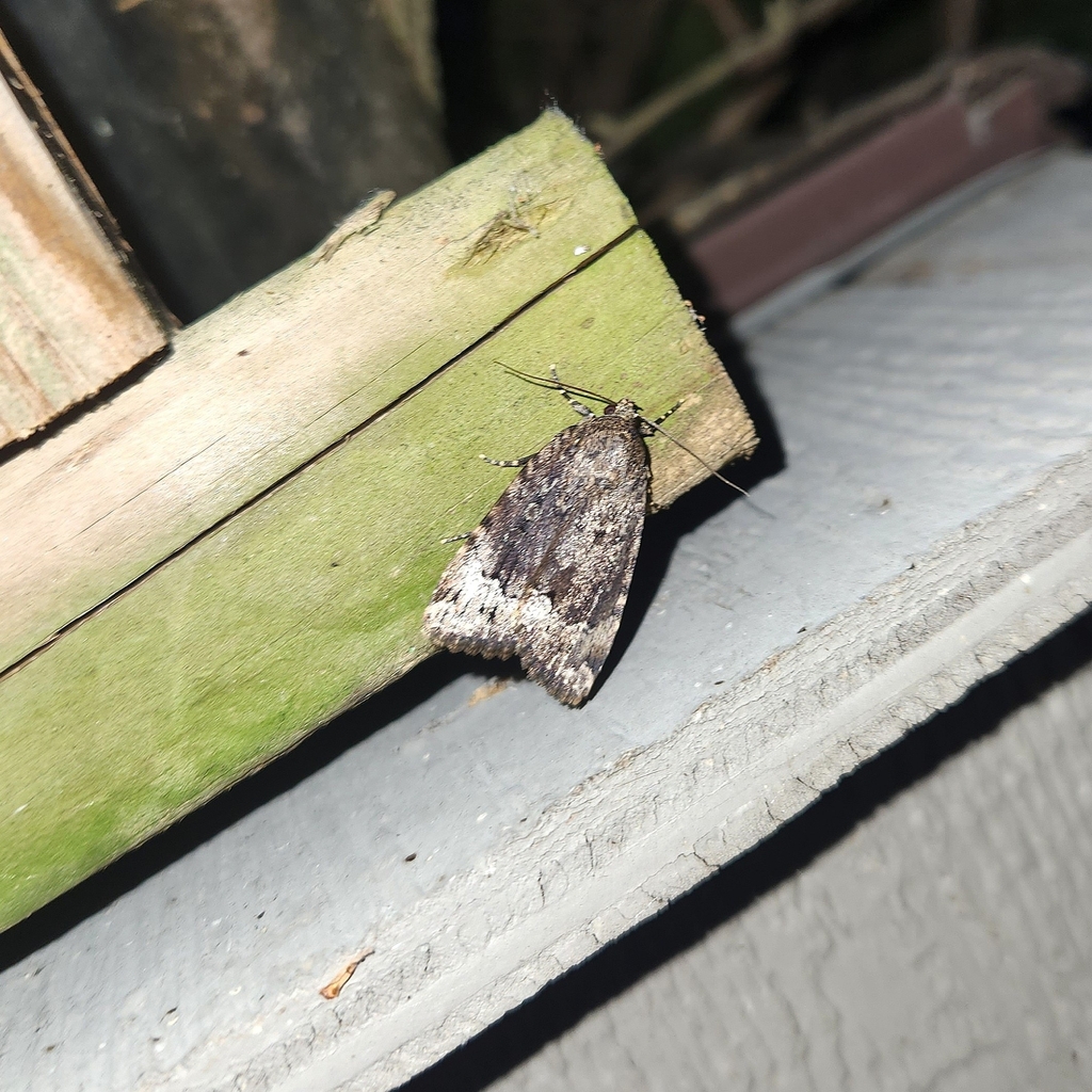 American Copper Underwing from Laurel, MD 20708, USA on July 6, 2024 at ...