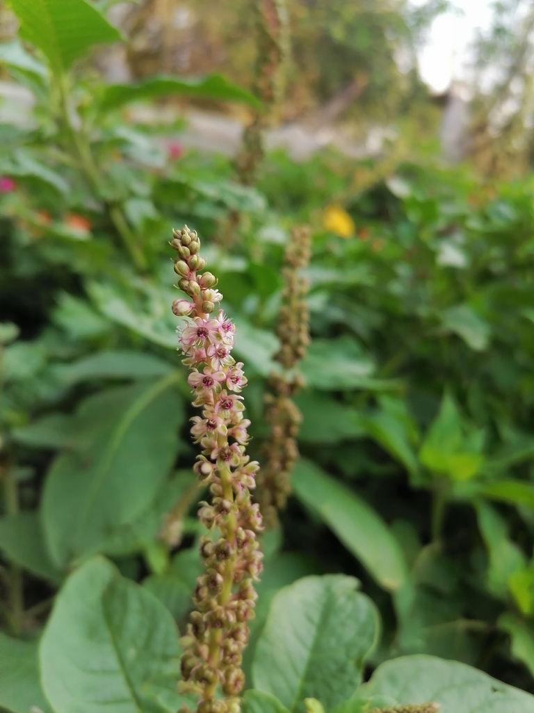 Tropical Pokeweed from Nevado de Toluca, San Miguel Teotongo, 09630 ...