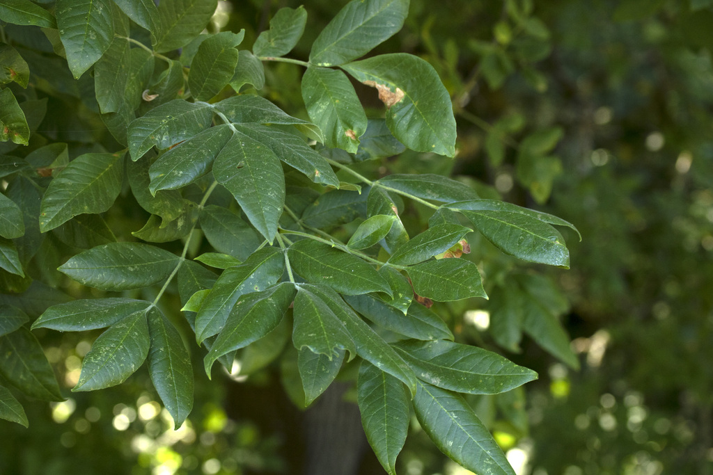 Oregon Ash from Washington County, OR, USA on July 5, 2024 at 05:14 PM ...