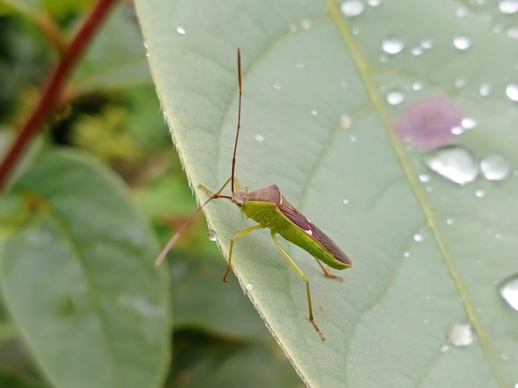 Homoeocerus from Achanbigei, Manipur, India on July 7, 2024 at 07:45 AM ...