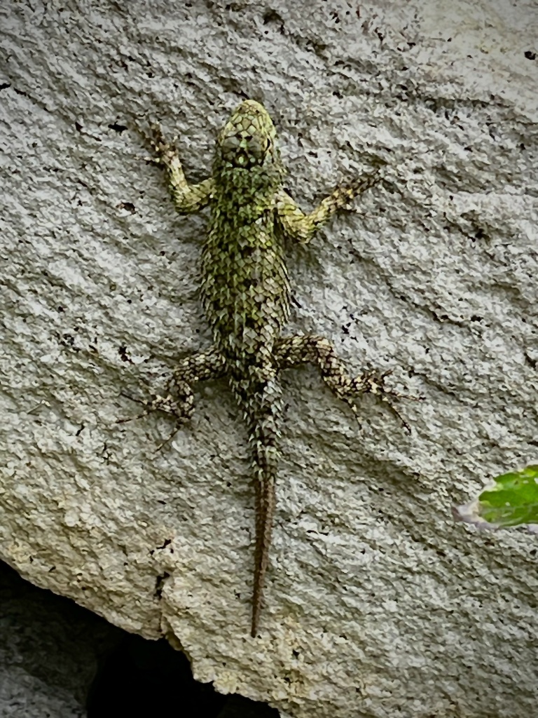Guatemalan Emerald Spiny Lizard from Guatemala City, Guatemala, GT on ...