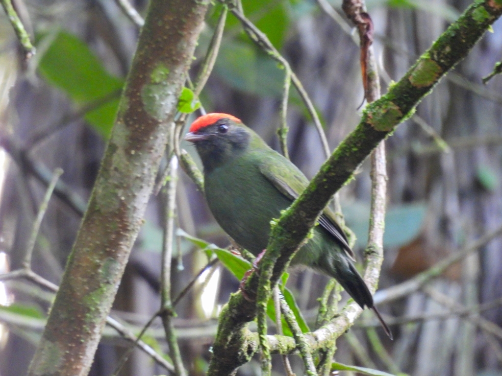 Swallow-tailed Manakin from Estrada Serrinha Do Alambari Resende - Rio ...