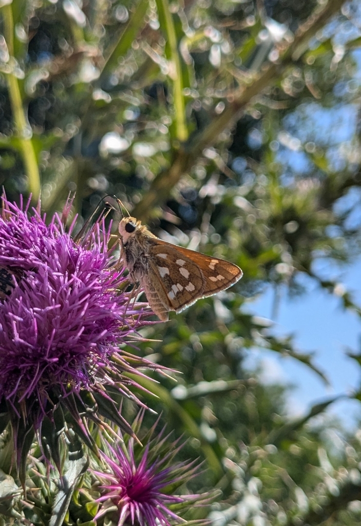 Branded Skippers from West Colorado Springs, Colorado Springs, CO, USA ...