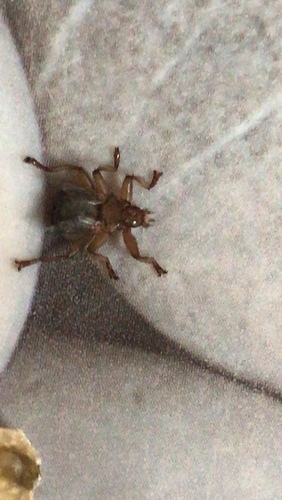 Observations by apron · iNaturalist