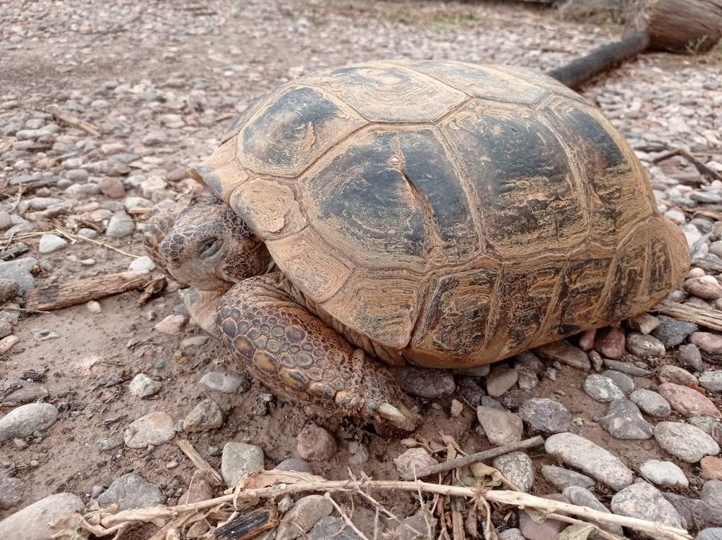 Bolson Tortoise in July 2024 by Adriana S. Comte · iNaturalist
