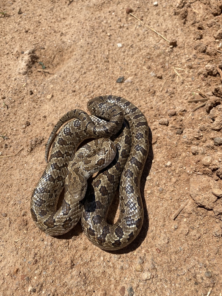 Prairie Kingsnake from SW 10 Rd, Anthony, KS, US on April 25, 2021 at ...