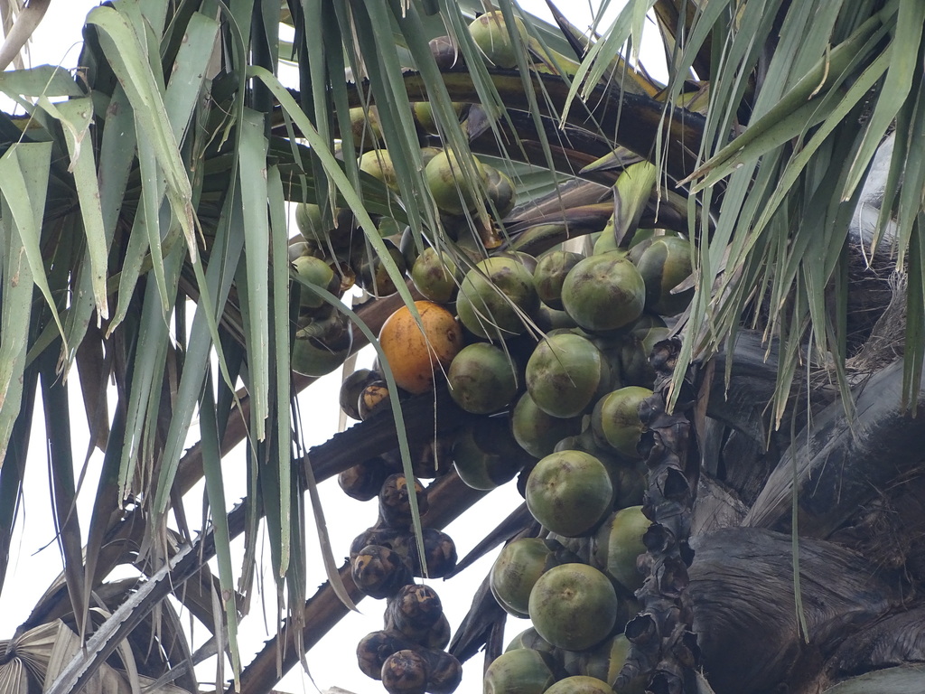 borassus palm from Natitingou, Bénin on April 11, 2024 at 11:20 AM by ...