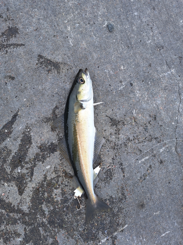 Pollock from Canada on July 7, 2024 at 03:04 PM by Cameron McNeil. My ...