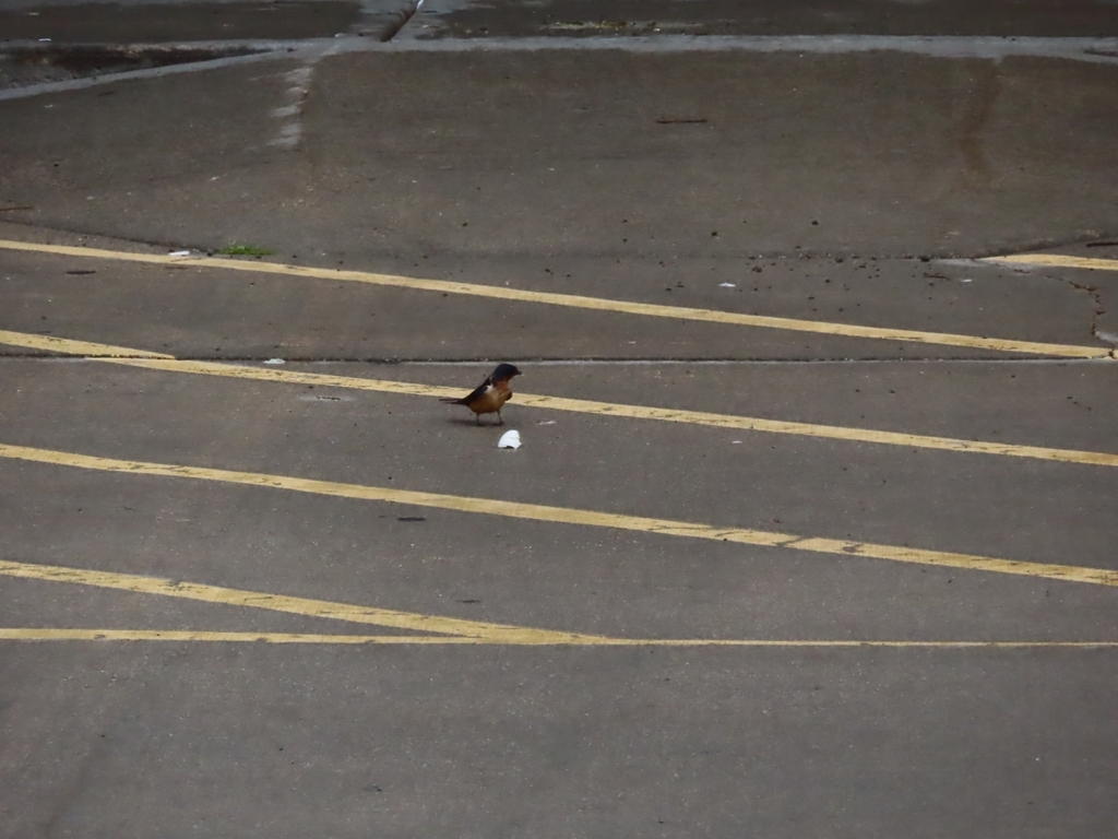 Barn Swallow from Grand Island, NE, USA on July 7, 2024 at 12:41 PM by ...