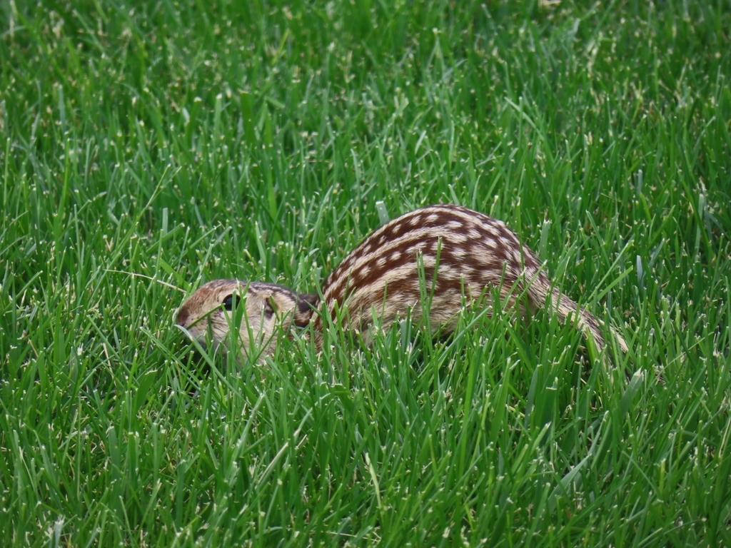 Thirteen-lined Ground Squirrel from PO Box 188, Phillips, NE 68865 on ...