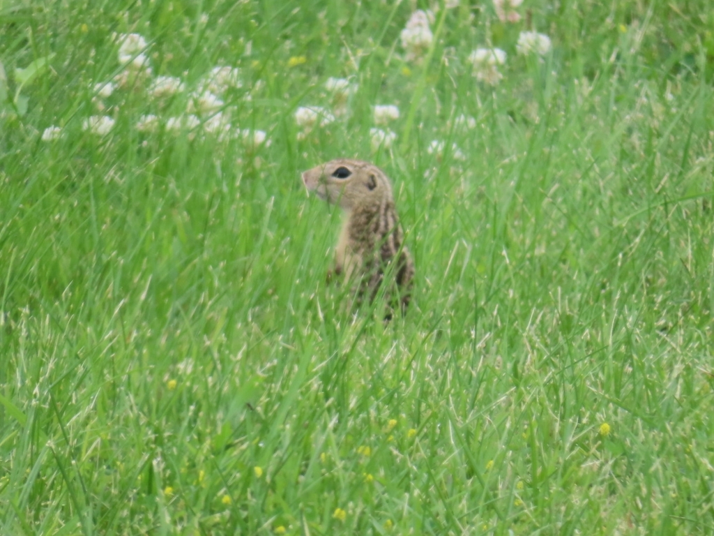 Thirteen-lined Ground Squirrel from PO Box 188, Phillips, NE 68865 on ...