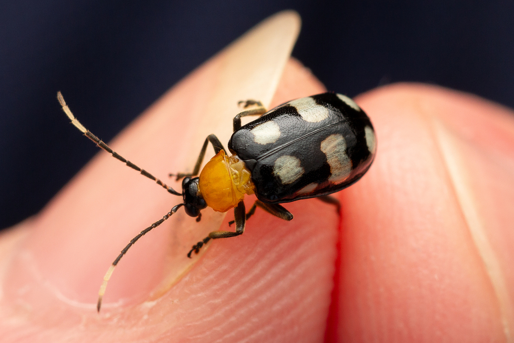 Leaf Skeletonizing Beetle Project Noah