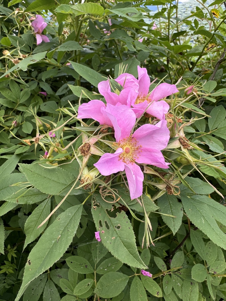 swamp rose from Moon Lake, Hunlock Creek, PA, US on July 7, 2024 at 04: ...