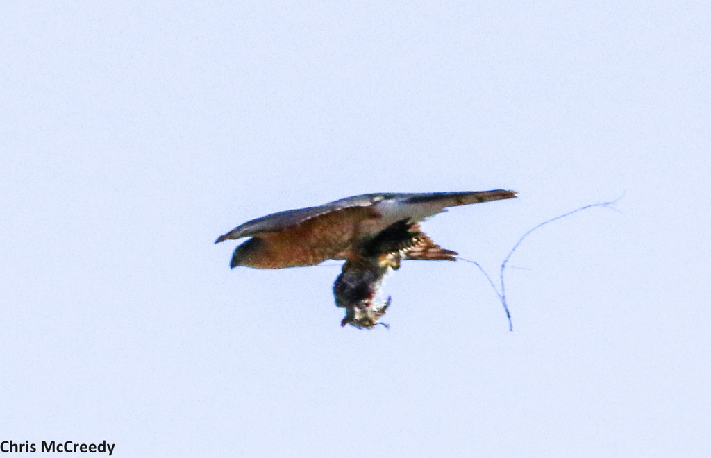 Sharp-shinned Hawk from W Arivaca Rd, Arivaca, AZ, US on January 3 ...