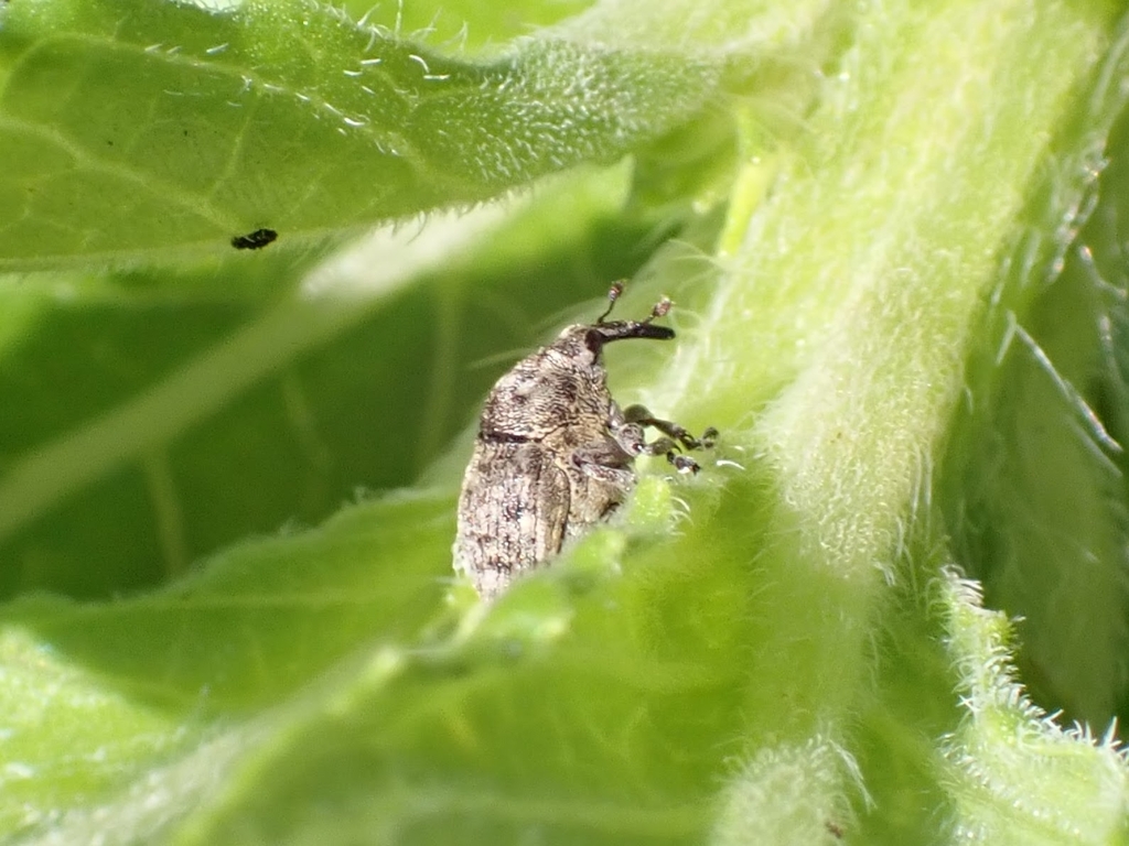 Acanthoscelidius acephalus from CARL-30-2-0, Carlisle, MA 01741, USA on ...
