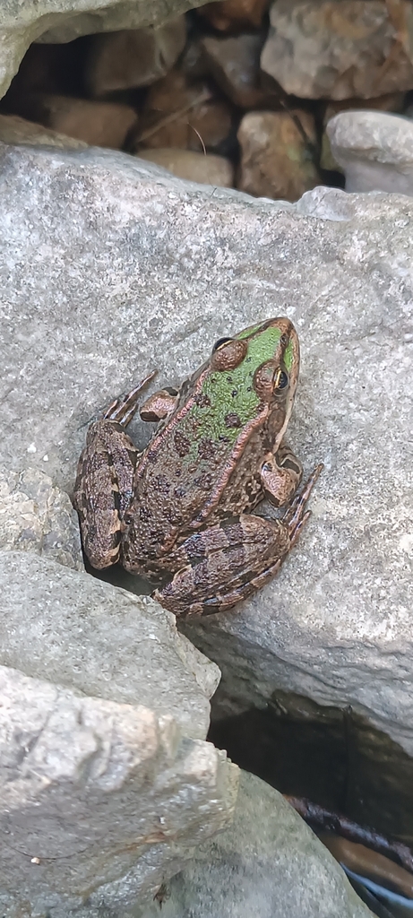 Marsh Frog from Voska, Ohrid, North Macedonia on July 7, 2024 at 02:56 ...