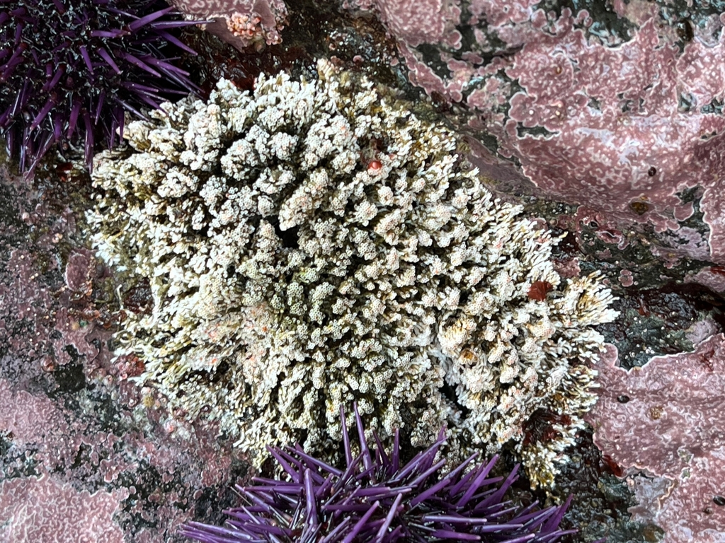 Paradialychone ecaudata from Mendocino County, CA, USA on July 7, 2024 ...