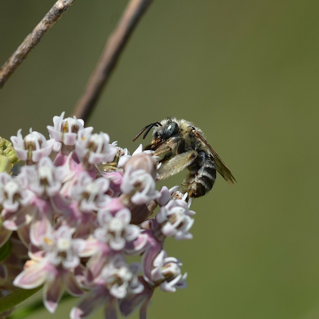 Urbane Digger Bee from Lake County, CA, USA on July 7, 2024 at 11:21 AM ...