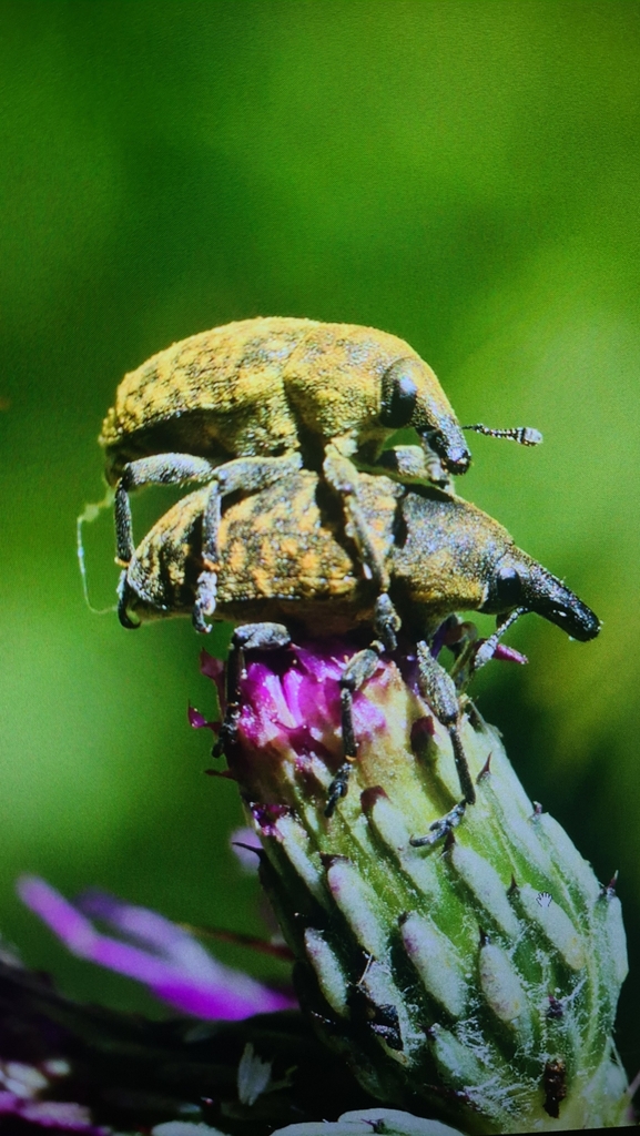 Turbine Cylindrical Weevil from Vascões, 4940, Portugal on July 7, 2024 ...
