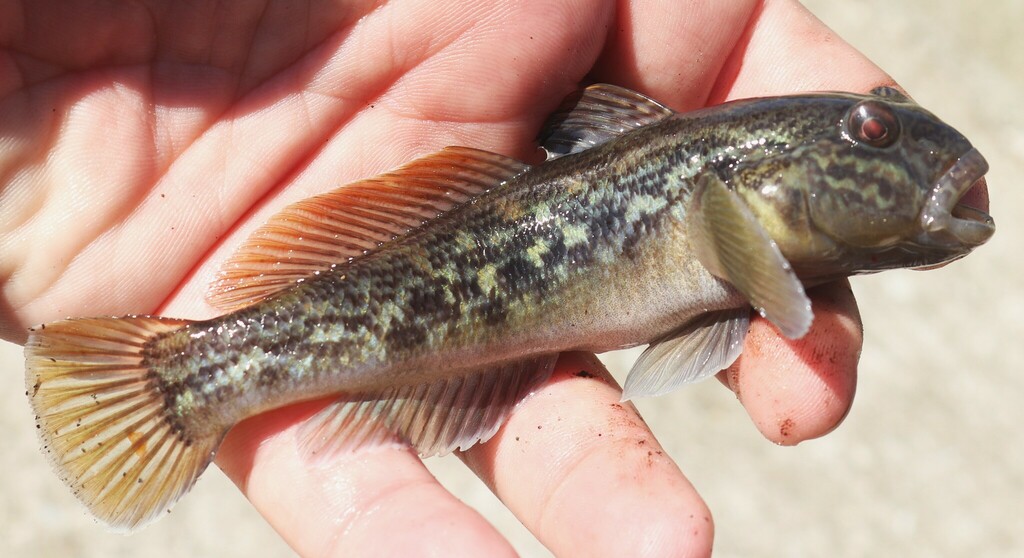 Round Goby from Erie County, PA, USA on July 5, 2024 at 09:34 AM by ...