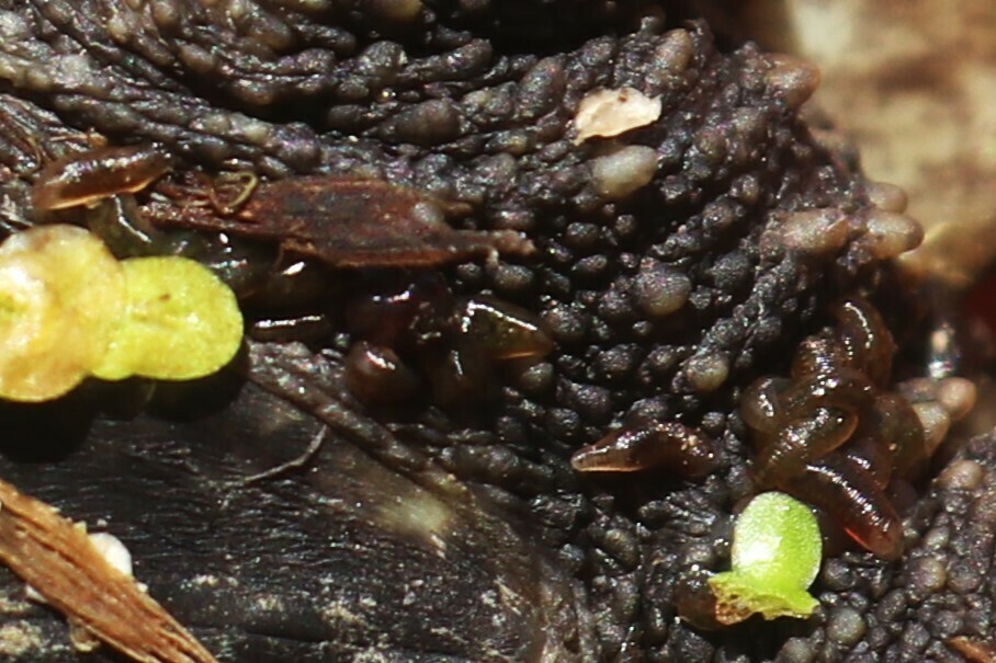 Turtle Leeches from Chautauqua County, NY, USA on July 06, 2024 at 12: ...