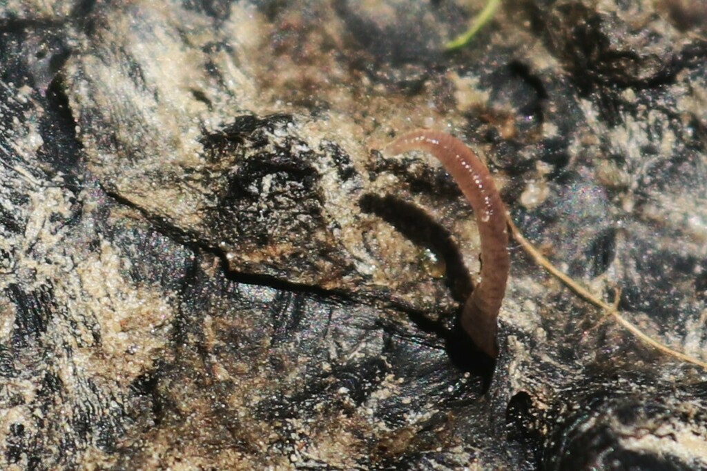 Turtle Leeches from Chautauqua County, NY, USA on July 6, 2024 at 12:30 ...