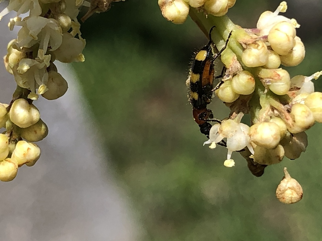 Water, Rove, Scarab, Long-horned, Leaf, and Snout Beetles from Huatusco ...