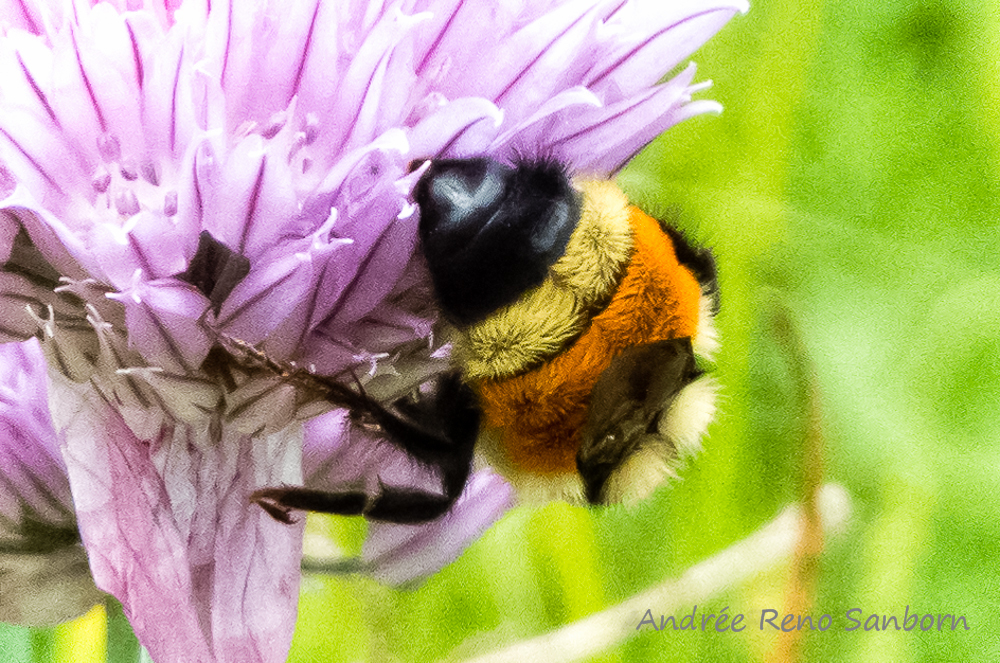 Tricolored Bumble Bee from 1203 Willoughby Lake Road, Barton, VT on ...