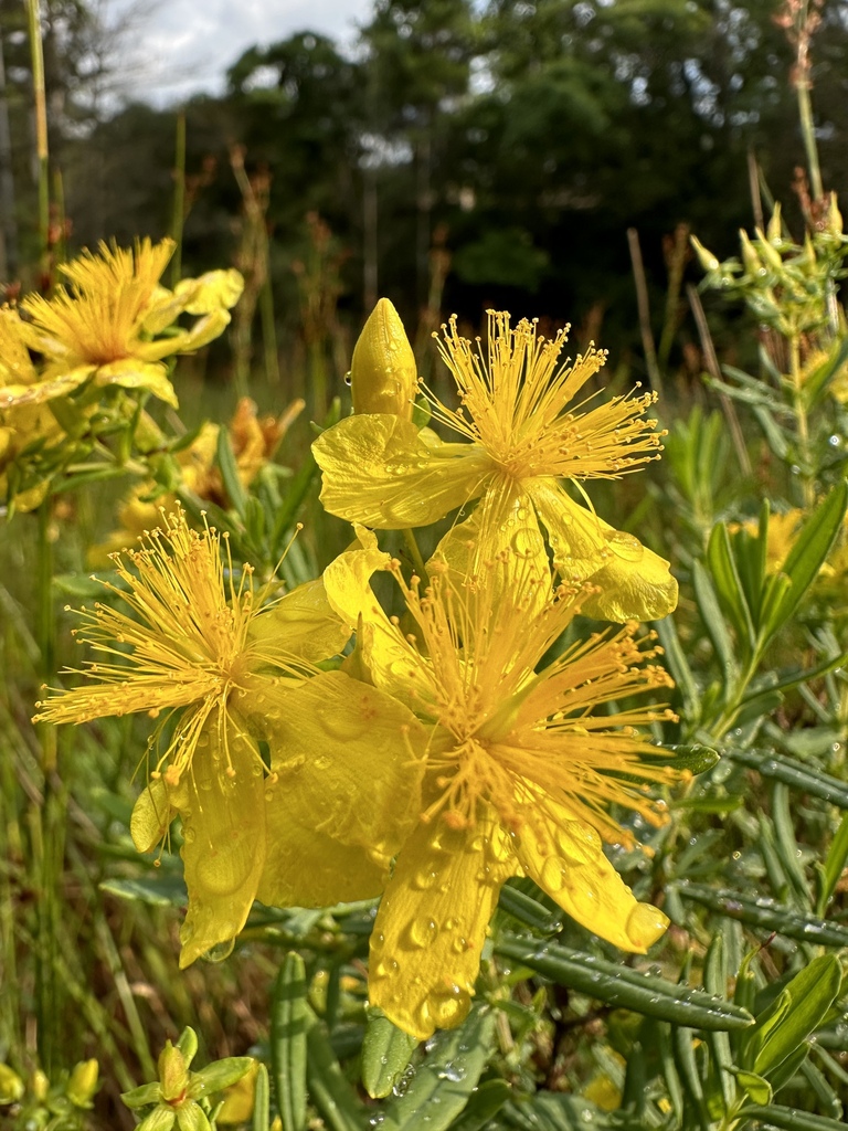 Kalm's St. John's-wort in July 2024 by Esteban M. Coria · iNaturalist