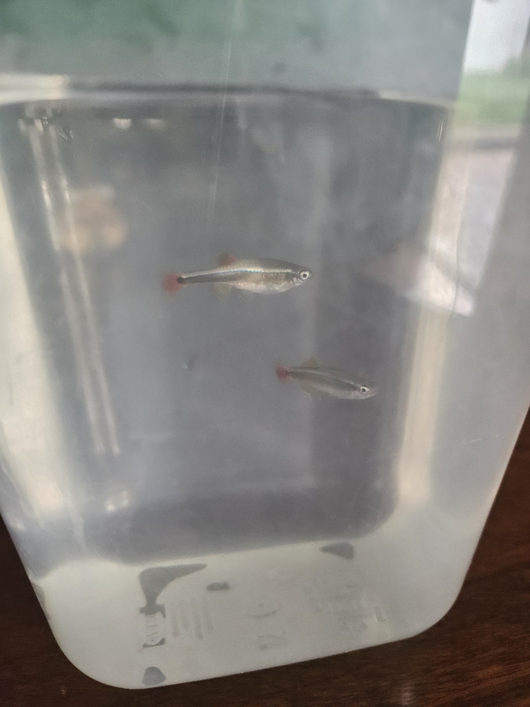 White Cloud Mountain Minnow from Coburg VIC 3058, Australia on April 20 ...