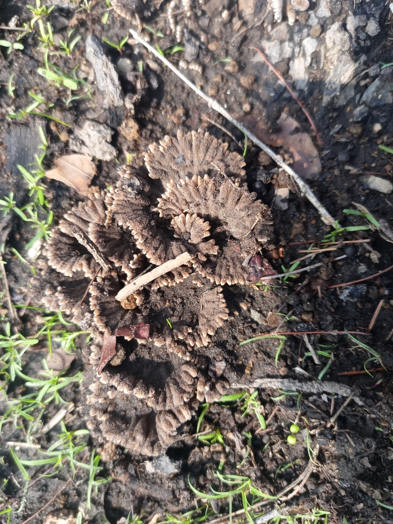 Thelephoraceae from 56924 Méx., México on July 6, 2024 at 05:26 PM by ...