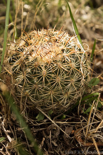 Subspecies Coryphantha pallida pseudoradians · iNaturalist