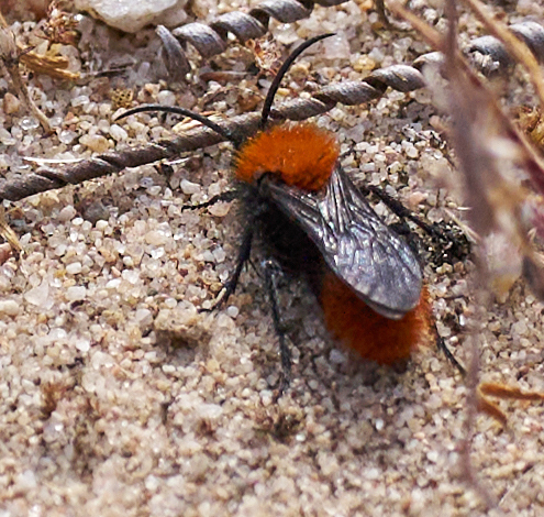 Dasymutilla from Monterey County, CA, USA on July 7, 2024 at 05:07 PM ...