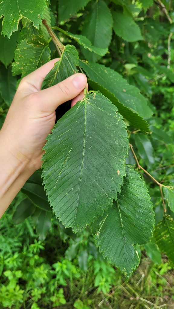 rock elm from New Denmark, WI 54208, USA on July 7, 2024 at 02:25 PM by ...