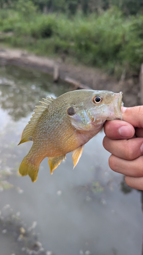 Green Sunfish from Lee's Summit, MO 64064, USA on July 7, 2024 at 08:35 ...