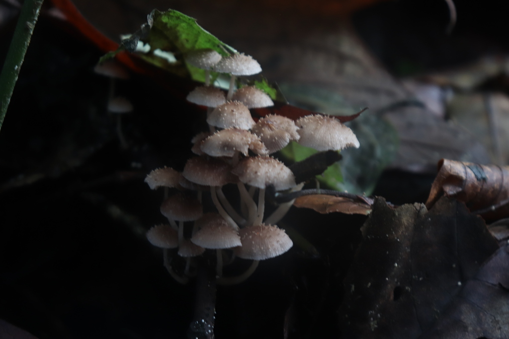 Micropsalliota from Xalapa, Ver., Mexico on June 29, 2024 at 08:16 AM ...